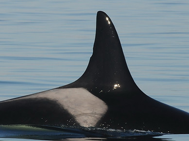 Orca Identification